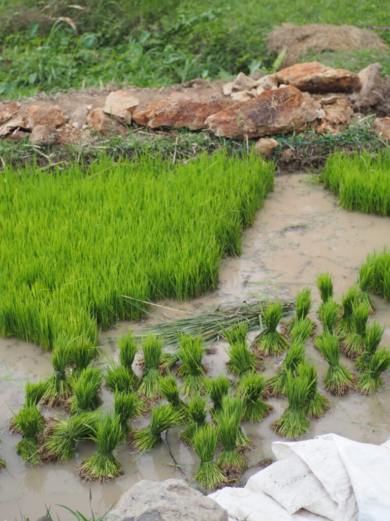 Mes conseils pour visiter les rizières de Jatiluwih, Bali ...