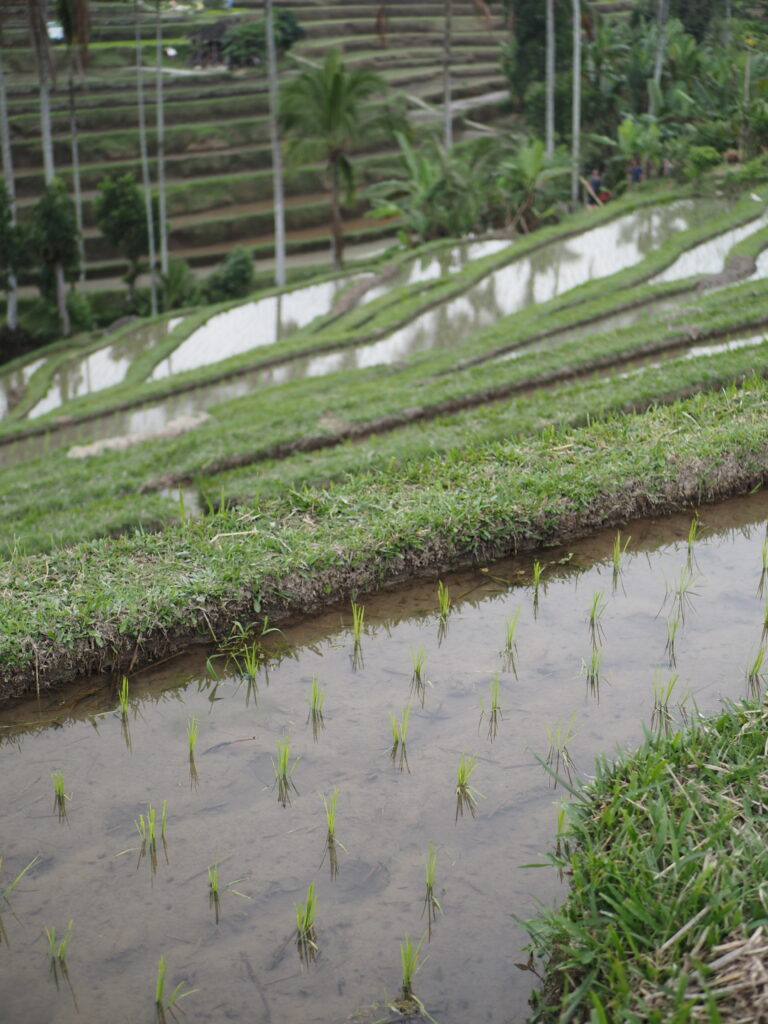 Mes conseils pour visiter les rizières de Jatiluwih, Bali ...